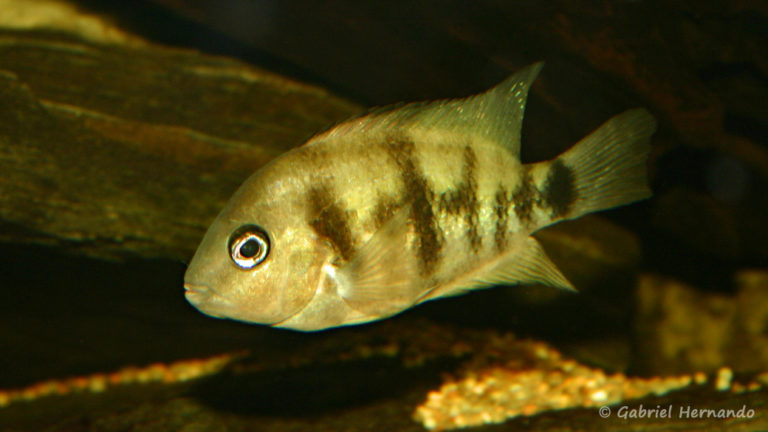 Cryptoheros cutteri - Les Aqua'Pages de Gabriel