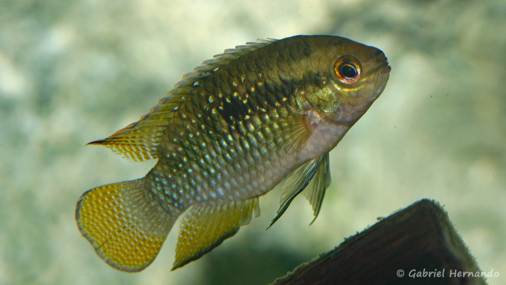 Laetacara dorsigera - Les Aqua'Pages de Gabriel