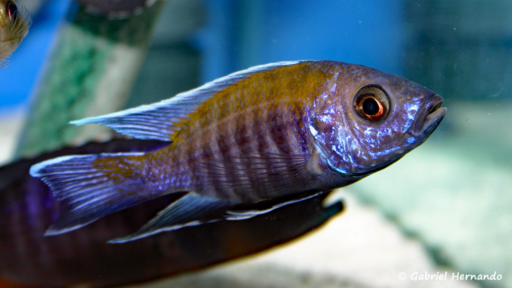 Aulonocara sp. "walteri" - Les Aqua'Pages de Gabriel