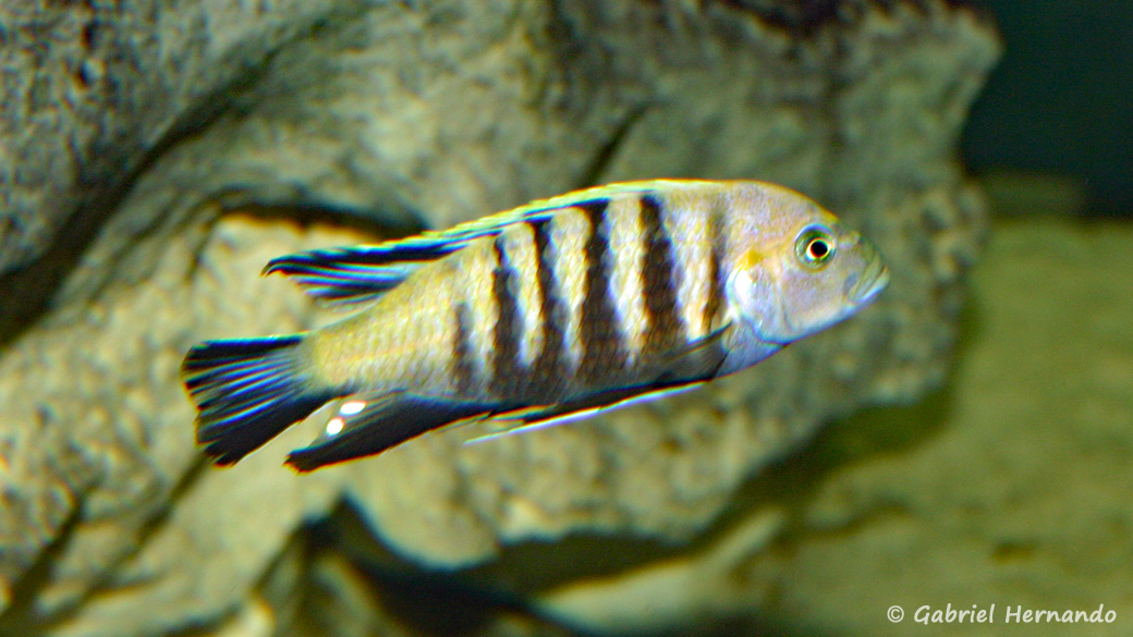 Cynotilapia sp. "lion" - Les Aqua'Pages de Gabriel