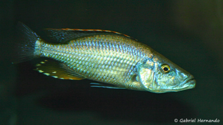 Dimidiochromis compressiceps - Les Aqua'Pages de Gabriel