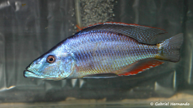 Dimidiochromis compressiceps - Les Aqua'Pages de Gabriel
