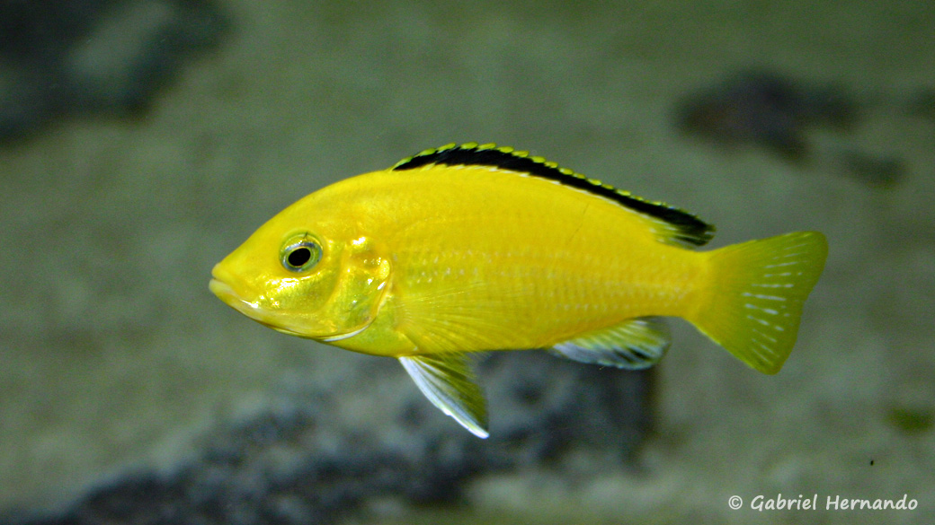 Labidochromis caeruleus - Les Aqua'Pages de Gabriel