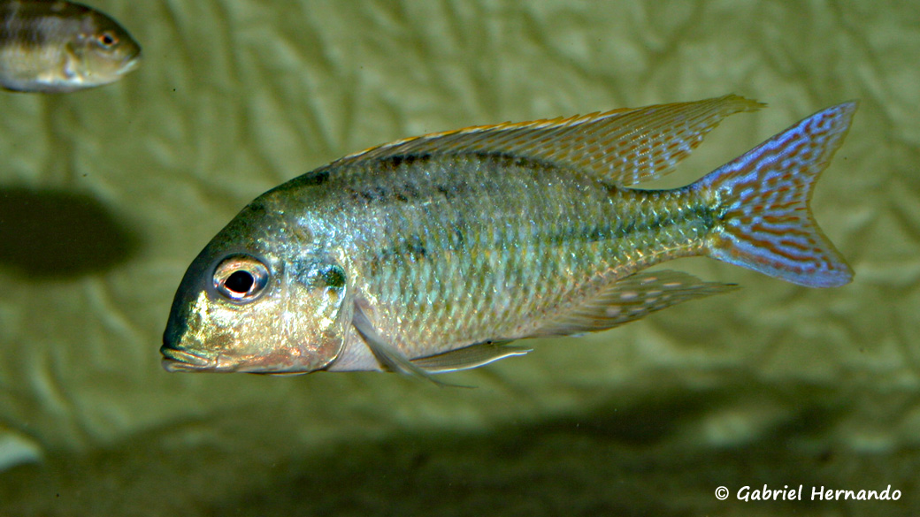 Lethrinops albus - Les Aqua'Pages de Gabriel