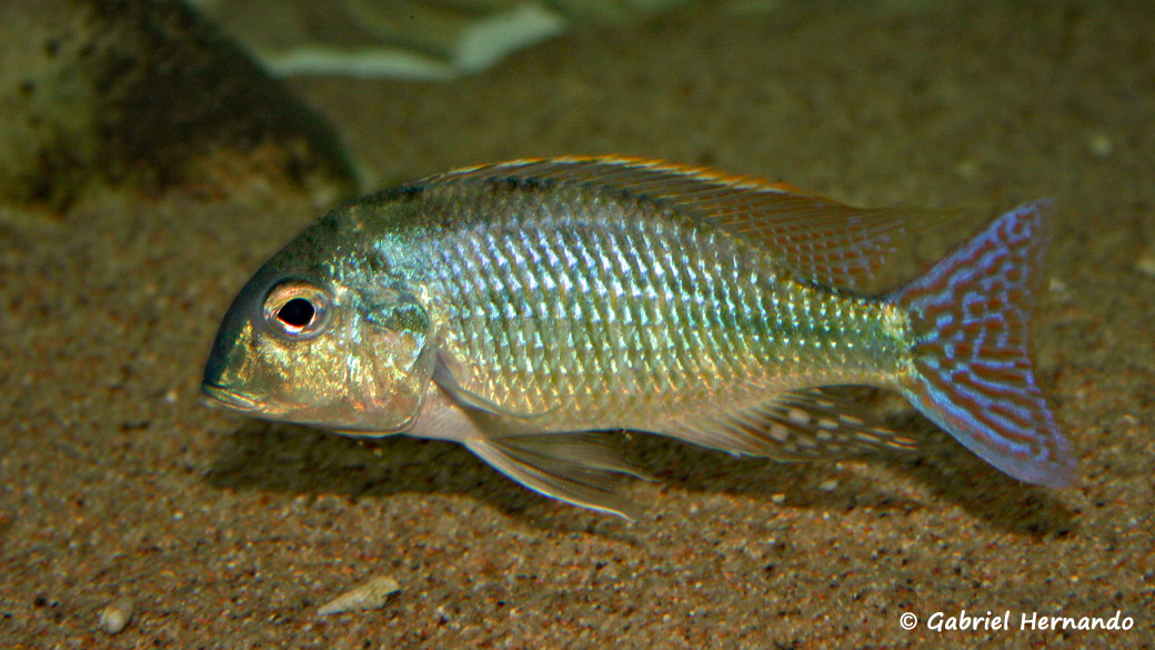 Lethrinops - Les Aqua'Pages de Gabriel