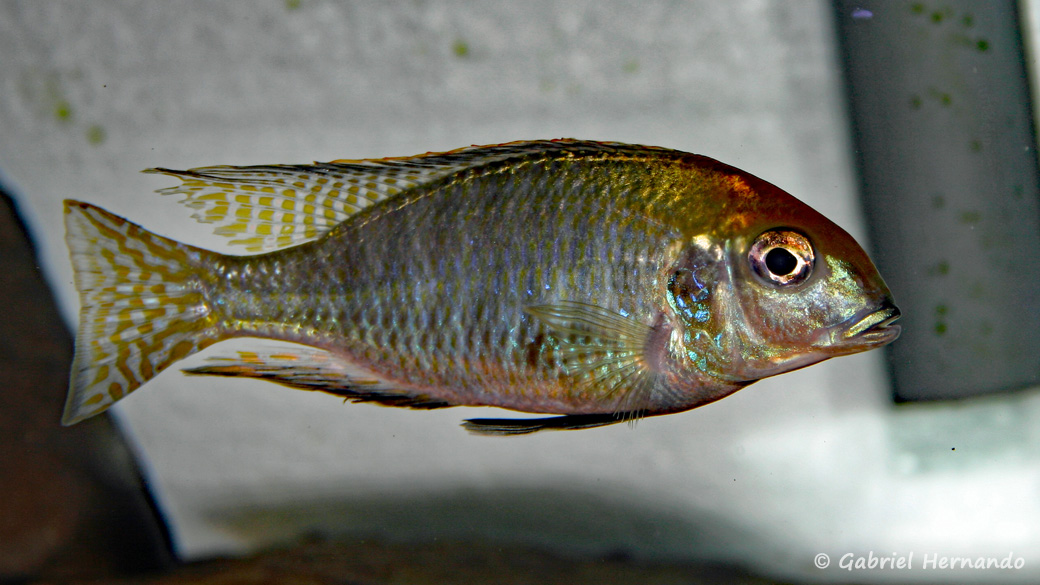 Lethrinops sp. "Red Cap"" - Les Aqua'Pages de Gabriel