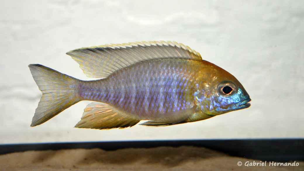 Lethrinops sp. "Nyassae Mbawa" - Les Aqua'Pages de Gabriel