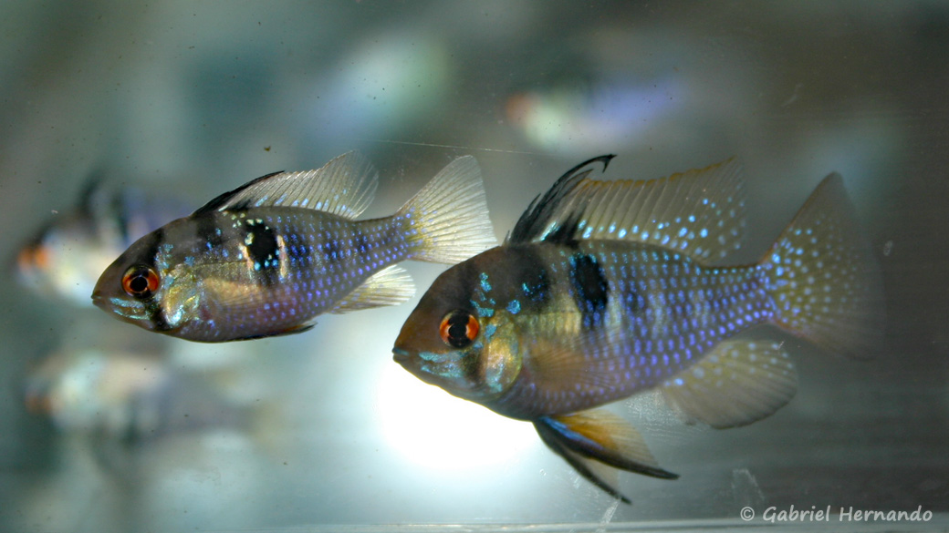 Mikrogeophagus ramirezi - Les Aqua'Pages de Gabriel