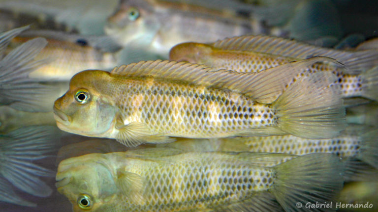 Steatocranus casuarius - Les Aqua'Pages de Gabriel