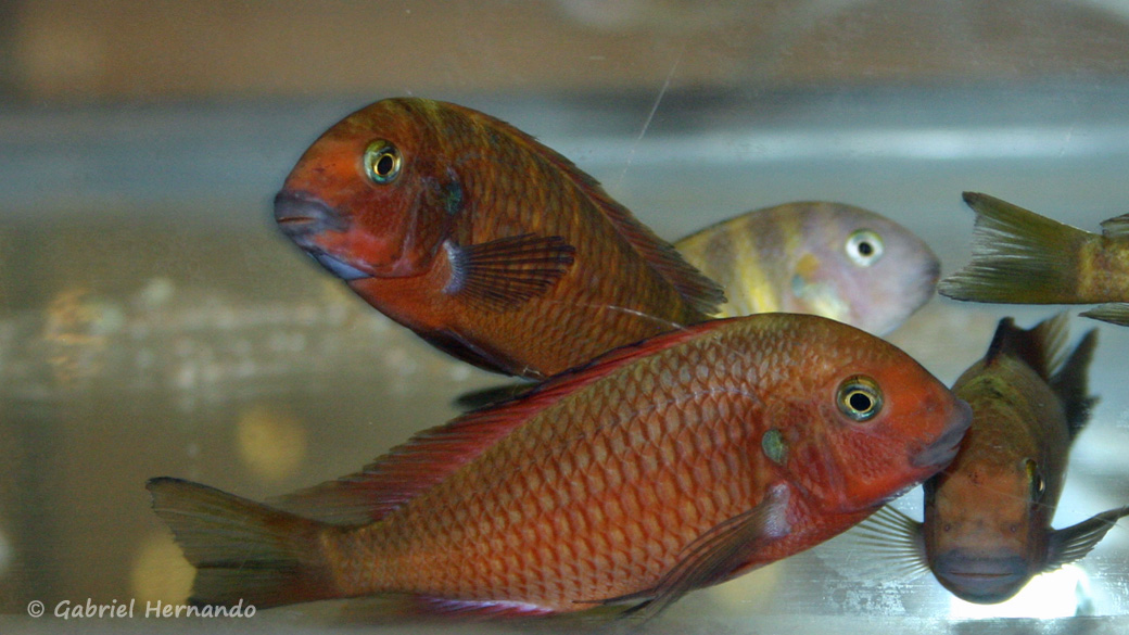 Tropheus sp. "Red Chimba" - Les Aqua'Pages de Gabriel