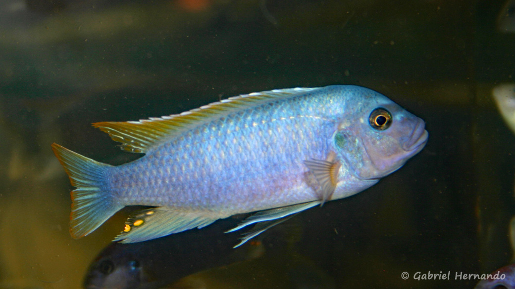 Maylandia mbenjii - Les Aqua'Pages de Gabriel