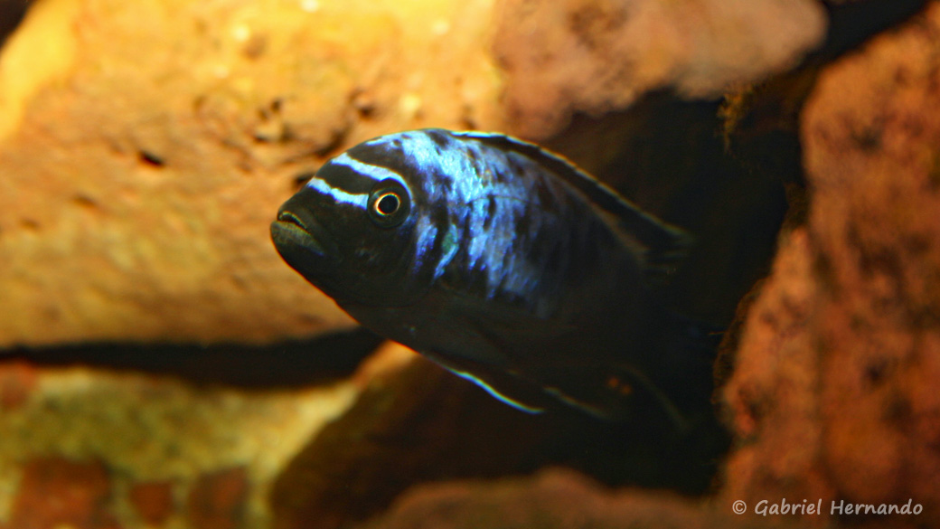 Maylandia sp. "msobo" - Les Aqua'Pages de Gabriel