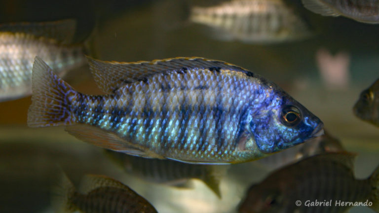 Protomelas - Les Aqua'Pages de Gabriel