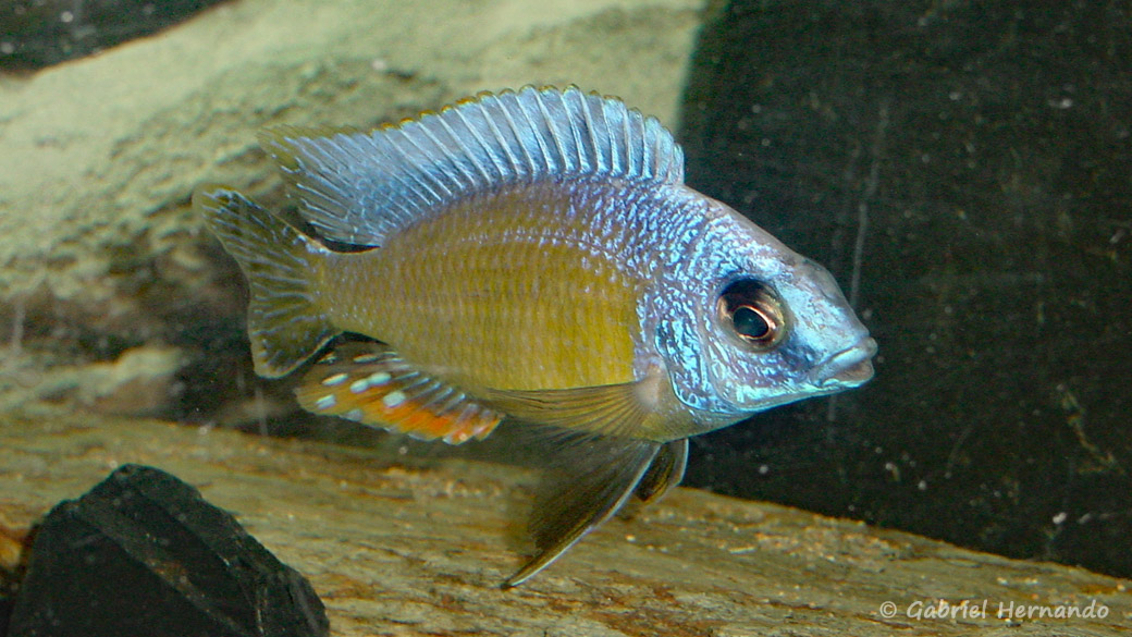 Protomelas sp. "steveni taiwan" - Les Aqua'Pages de Gabriel