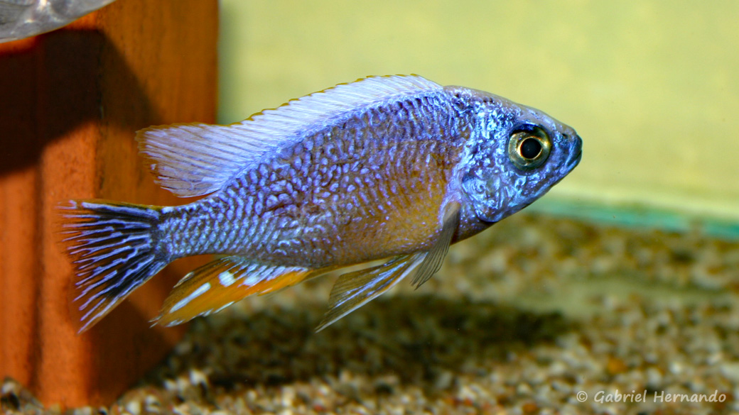 Protomelas sp. "steveni taiwan" - Les Aqua'Pages de Gabriel