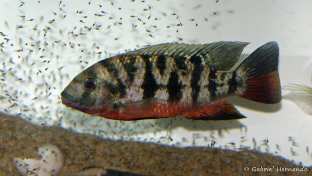 Tilapia (Coptodon) rendalli - Les Aqua'Pages de Gabriel