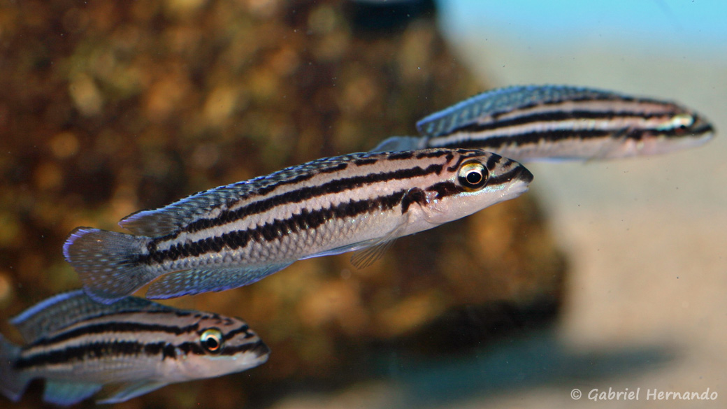 Julidochromis dickfeldi - Les Aqua'Pages de Gabriel