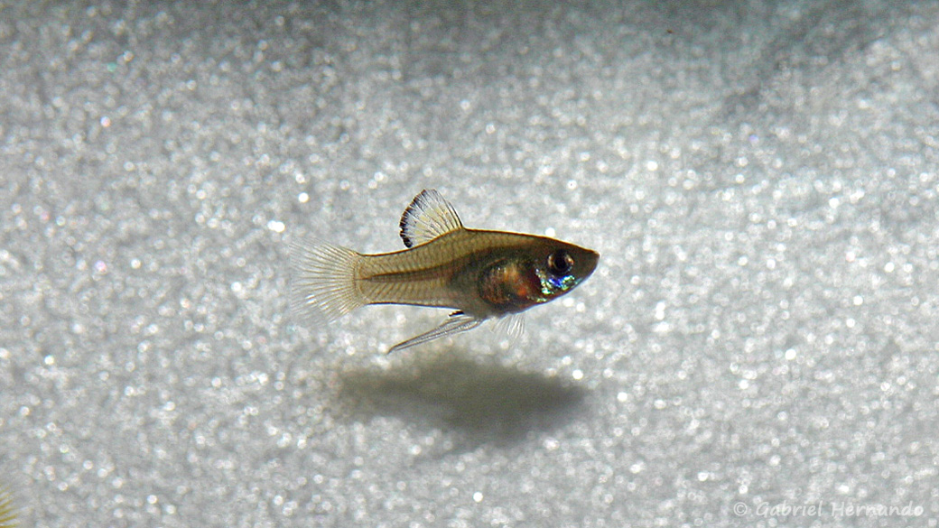 Phallichthys amates - Les Aqua'Pages de Gabriel