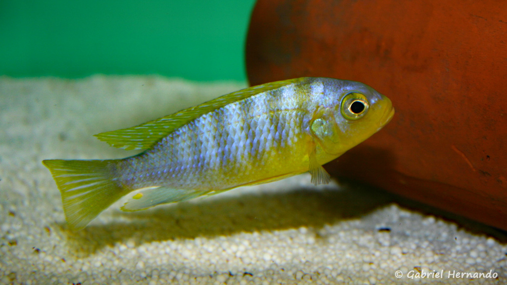 Maylandia aurora - Les Aqua'Pages de Gabriel