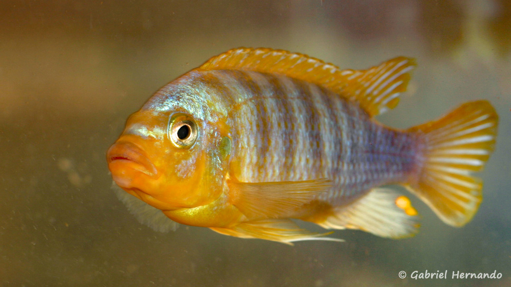 Maylandia aurora - Les Aqua'Pages de Gabriel