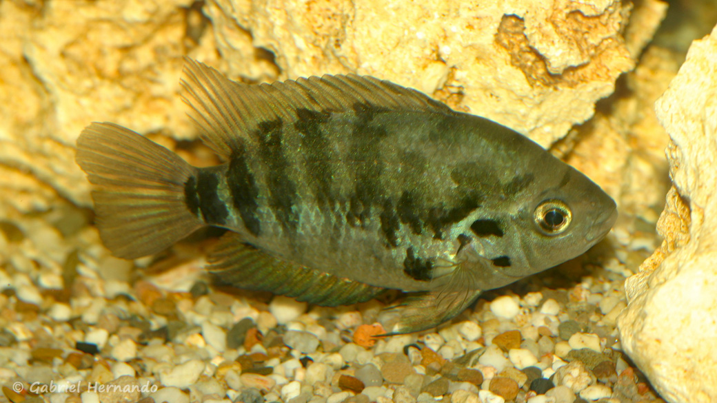 Archocentrus centrarchus - Les Aqua'Pages de Gabriel