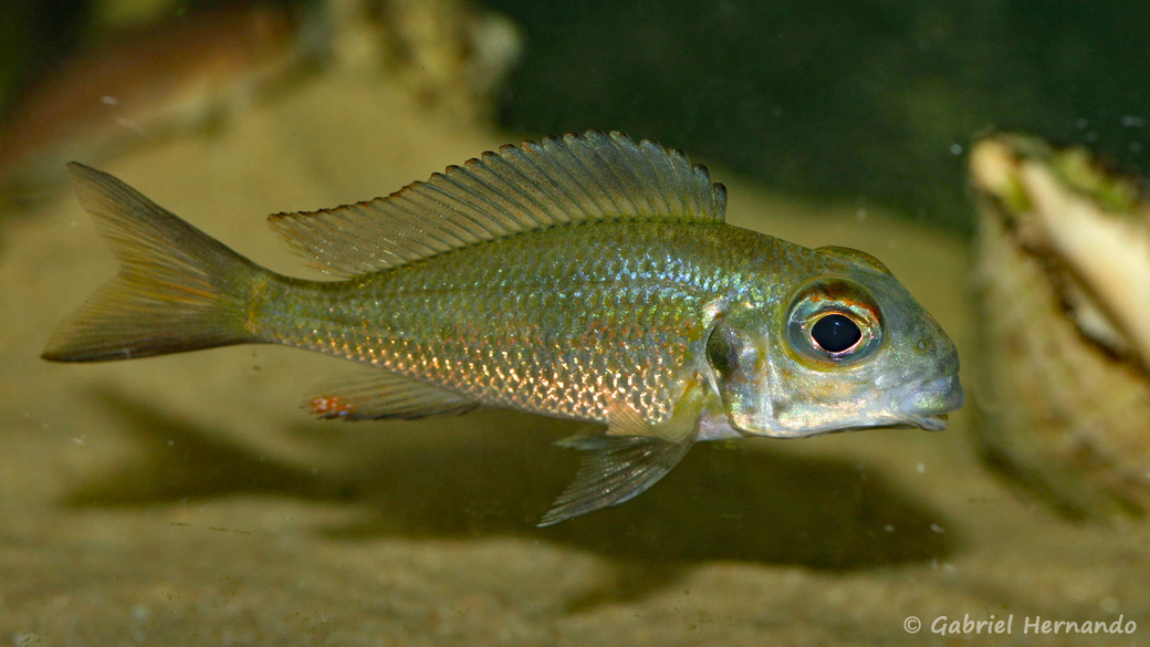 Callochromis macrops - Les Aqua'Pages de Gabriel