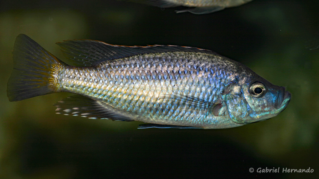 Caprichromis orthognathus - Les Aqua'Pages de Gabriel