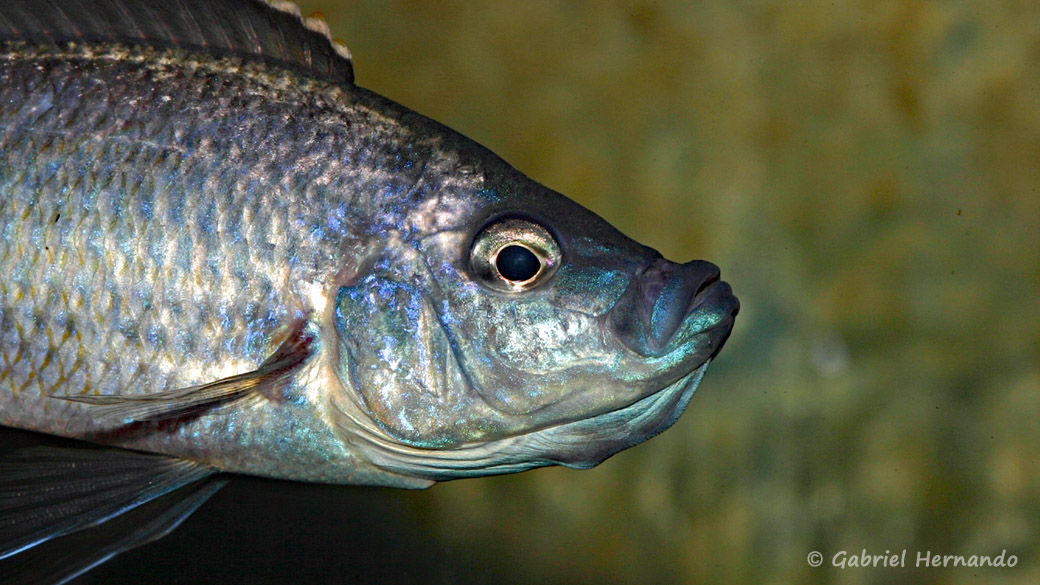 Caprichromis orthognathus - Les Aqua'Pages de Gabriel
