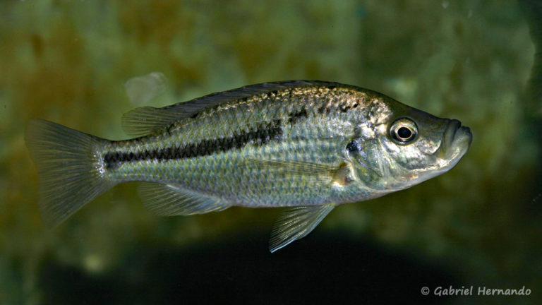 Caprichromis orthognathus - Les Aqua'Pages de Gabriel