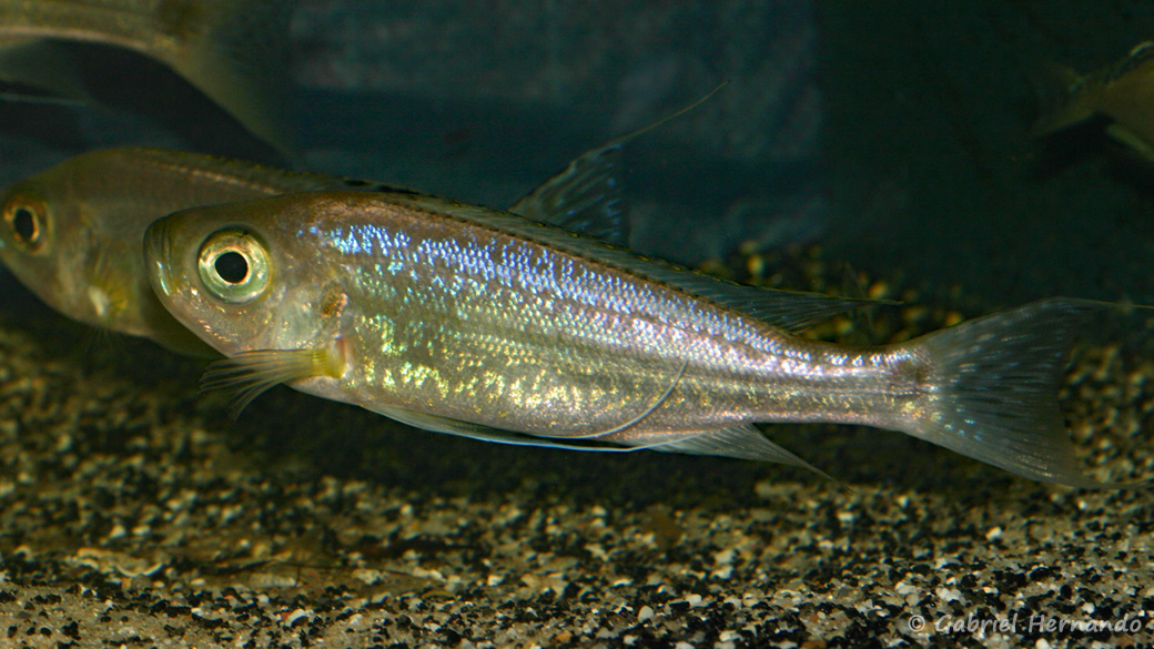 Haplotaxodon trifasciatus - Les Aqua'Pages de Gabriel