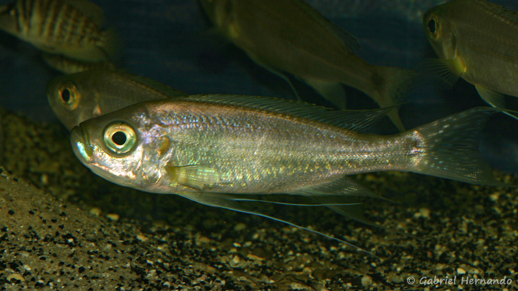 Haplotaxodon trifasciatus - Les Aqua'Pages de Gabriel