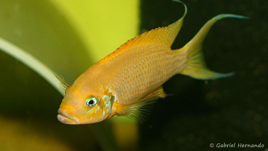 Neolamprologus pulcher - Les Aqua'Pages de Gabriel