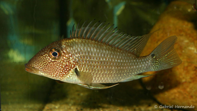 Satanoperca mapiritensis - Les Aqua'Pages de Gabriel
