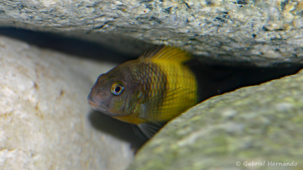 Tropheus sp. "black" - Les Aqua'Pages de Gabriel