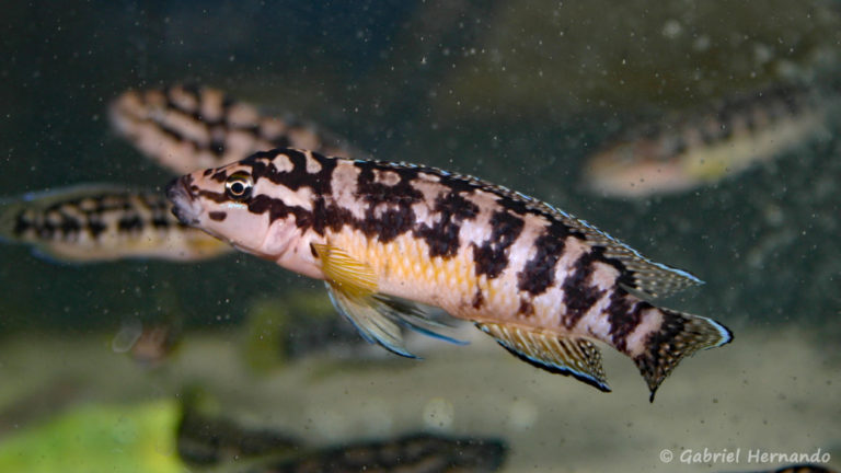 Julidochromis transcriptus - Les Aqua'Pages de Gabriel