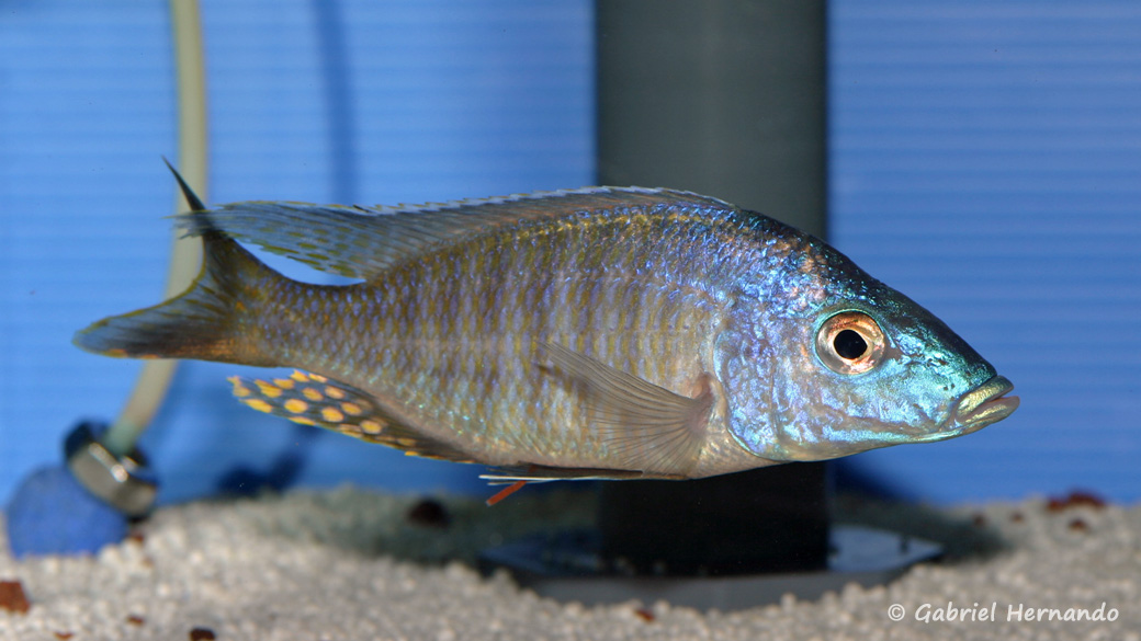 Aulonocara rostratum - Les Aqua'Pages de Gabriel