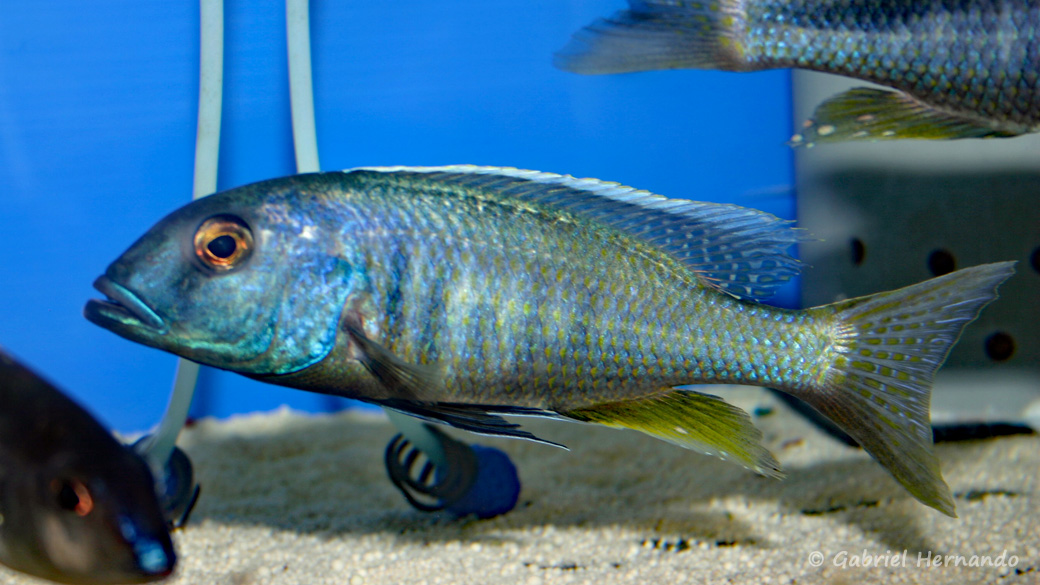 Buccochromis spectabilis - Les Aqua'Pages de Gabriel