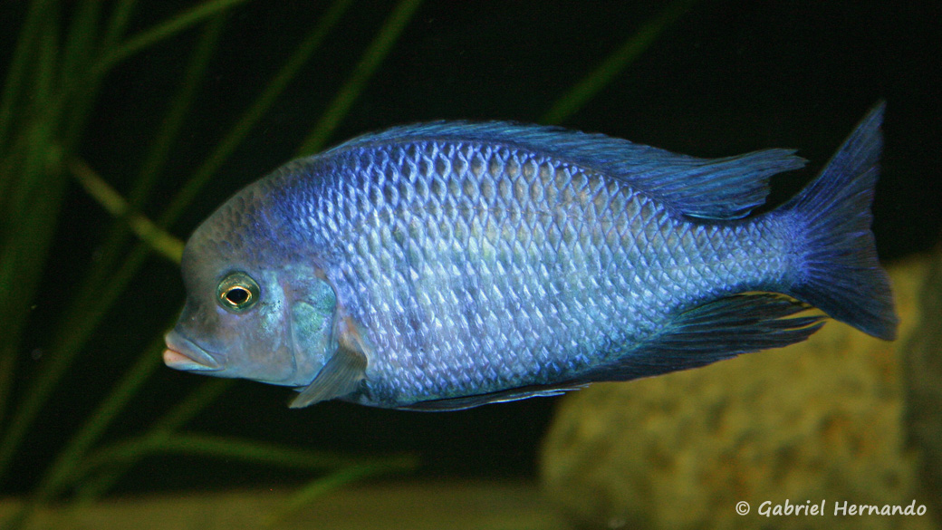 Cyrtocara moorii - Les Aqua'Pages de Gabriel