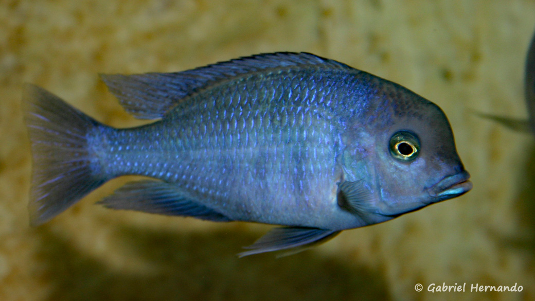 Cyrtocara moorii - Les Aqua'Pages de Gabriel