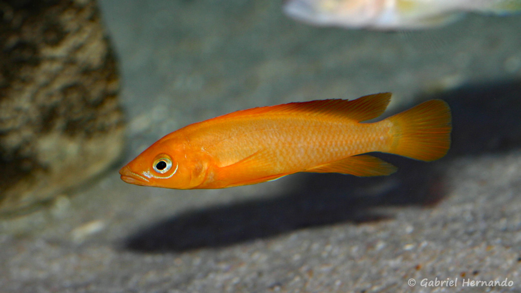 Neolamprologus leleupi - Les Aqua'Pages de Gabriel
