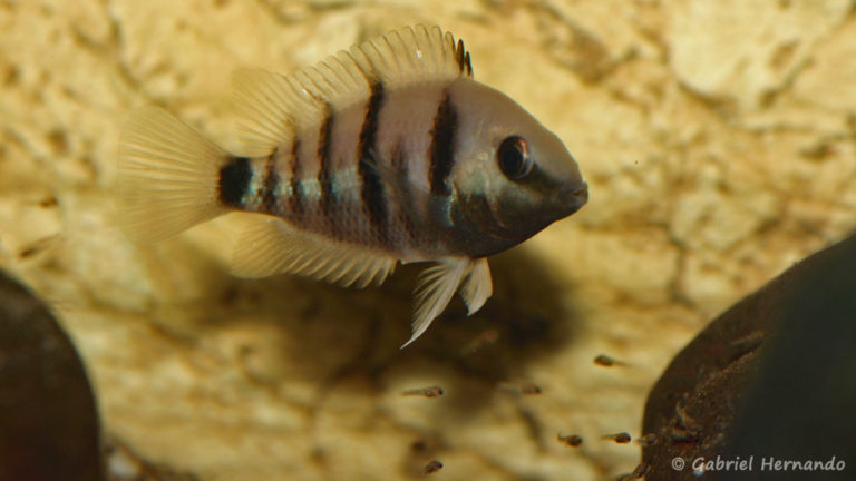 Cryptoheros cutteri - Les Aqua'Pages de Gabriel