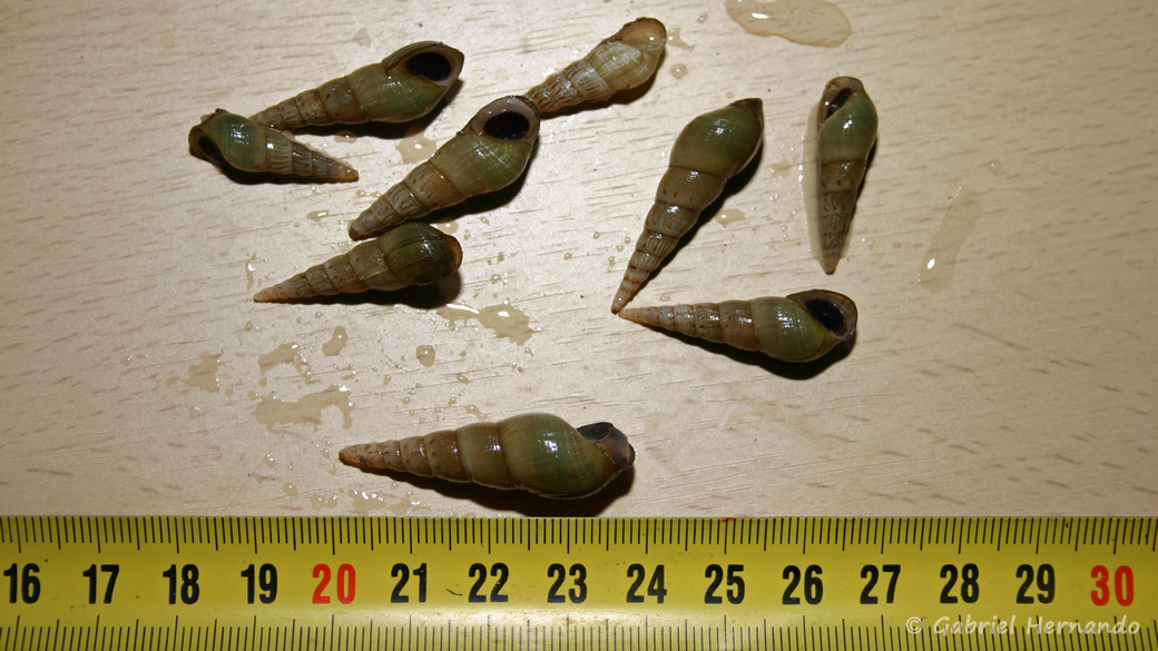 Melanoides tuberculata - Les Aqua'Pages de Gabriel