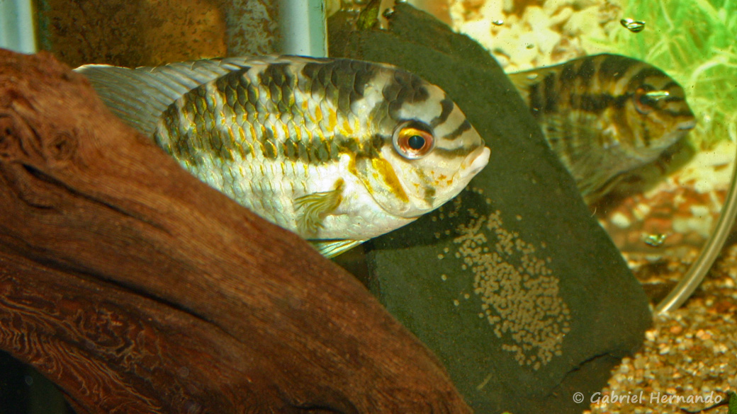 Krobia xinguensis - Les Aqua'Pages de Gabriel