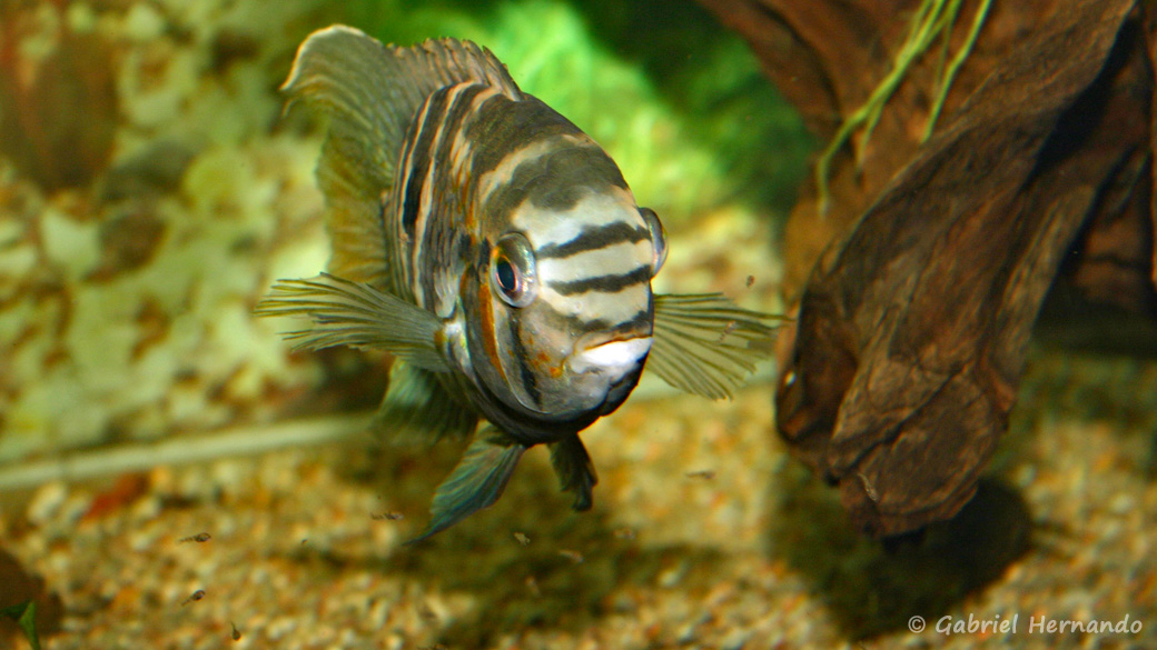 Krobia xinguensis - Les Aqua'Pages de Gabriel