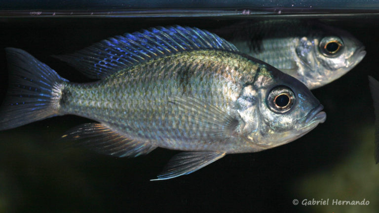 Copadichromis chrysonotus - Les Aqua'Pages de Gabriel