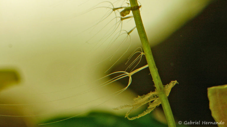 Les hydres - Les Aqua'Pages de Gabriel