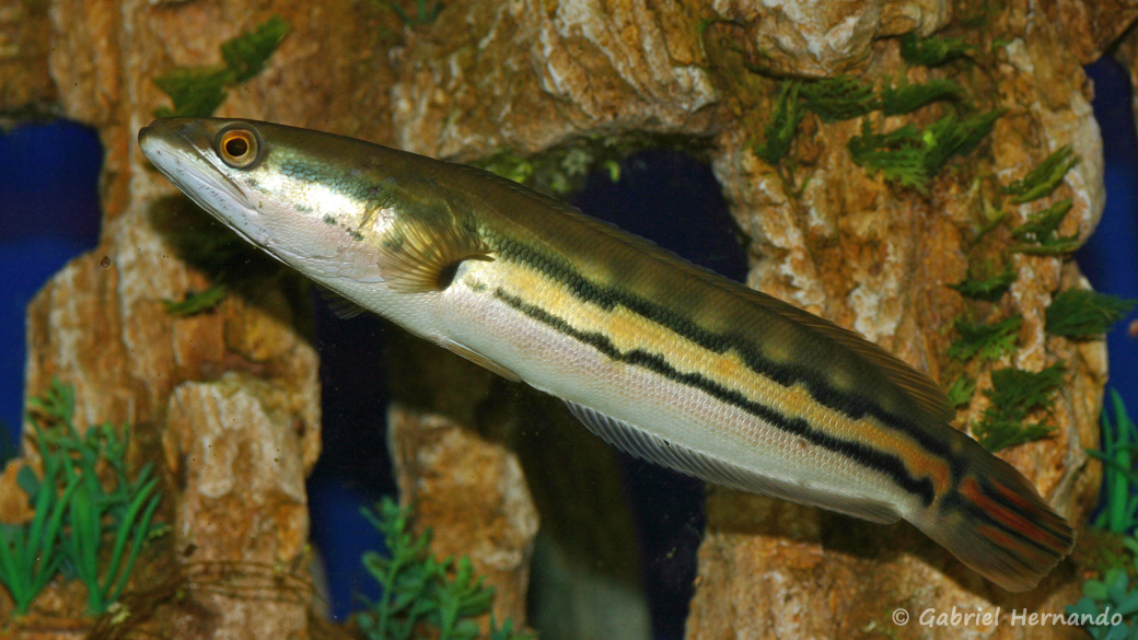 Channa micropeltes - Les Aqua'Pages de Gabriel