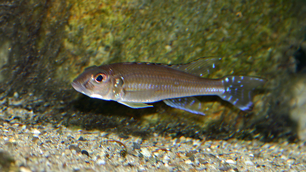 Reganochromis calliurus - Les Aqua'Pages de Gabriel