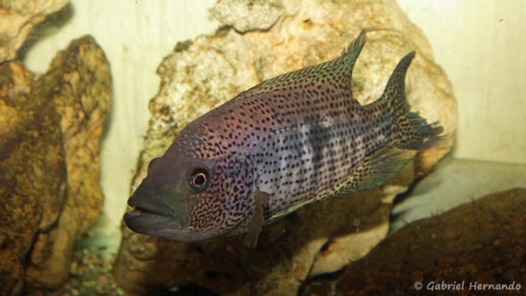 Parachromis dovii - Les Aqua'Pages de Gabriel