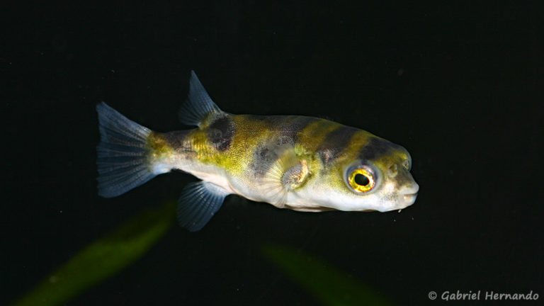 Colomesus asellus - Les Aqua'Pages de Gabriel